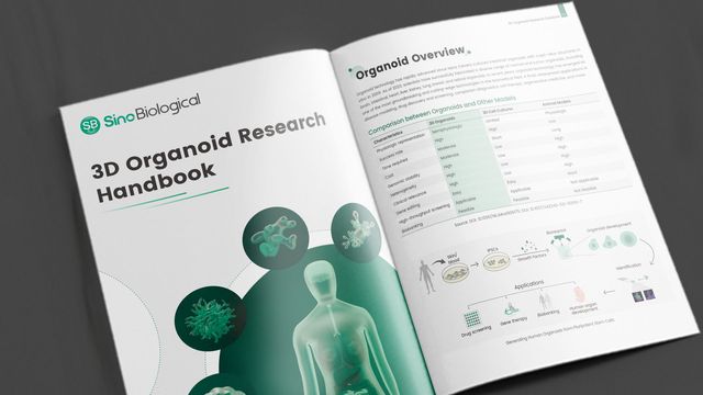 3D Organoid Research Handbook | Technology Networks