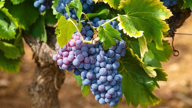 Grapes May Boost Muscle Health, Study Finds | Technology Networks