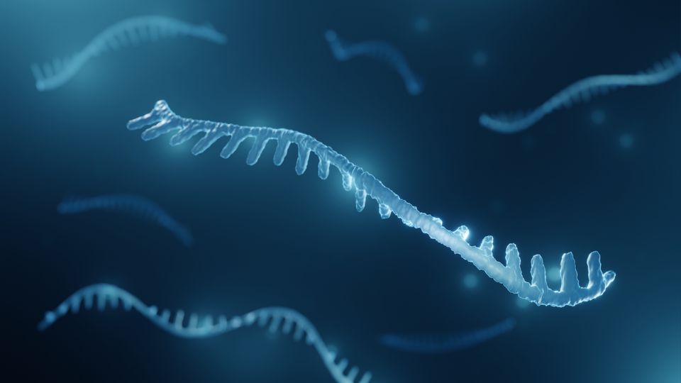 NuFold: Accelerating RNA Structure Discovery | Technology Networks