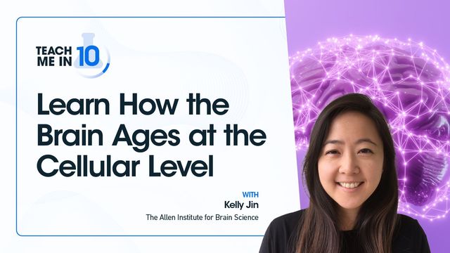 Learn How the Brain Ages at the Cellular Level | Technology Networks