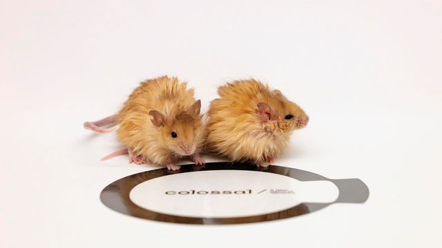 Mammoth Genes Successfully Engineered Into Mice | Technology Networks