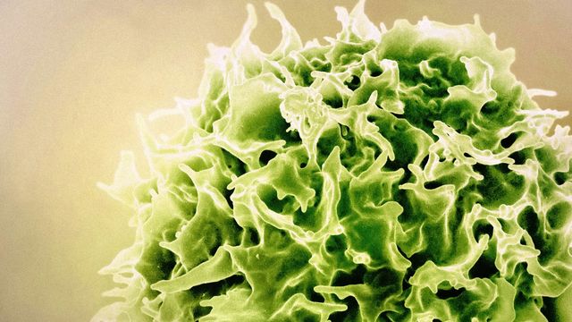 White Blood Cells Use Force To Dislodge Bacteria | Technology Networks