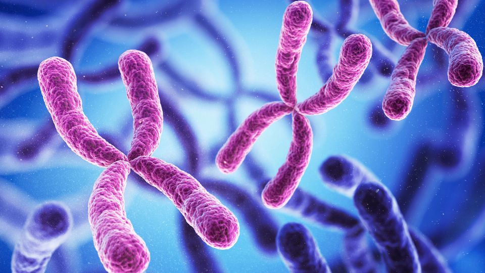 "Silent" X Chromosome Gives the Aging Female Brain a Boost | Technology ...