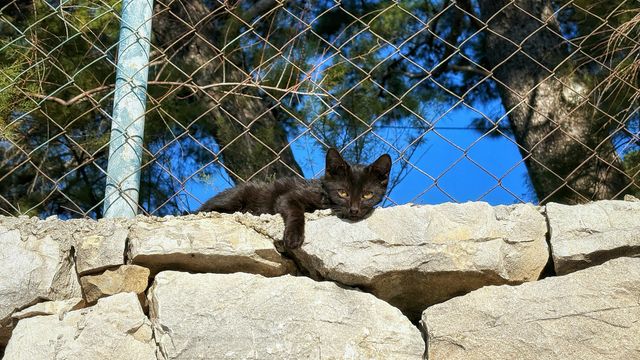 Feral Cats Are Killing Australia's Native Mammals, DNA Finds ...