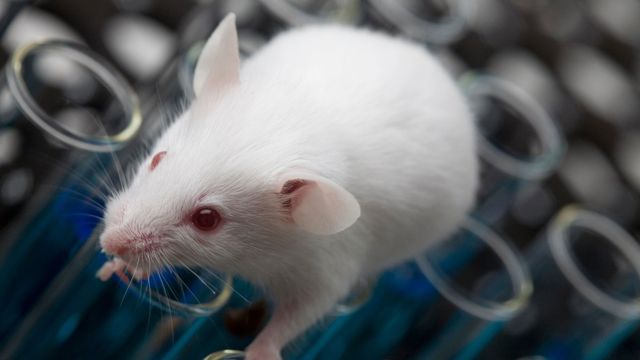 UZH Technology Reduces Animal Testing in Drug Development | Technology ...