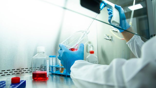 Types of Cell Culture Contamination and How To Prevent Them ...
