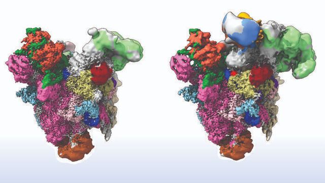 Structural Insights Into the Cell's Quality Control Machinery ...