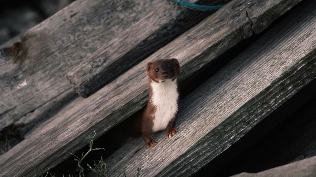 Researchers Figure Out How to Trap Weasels | Technology Networks
