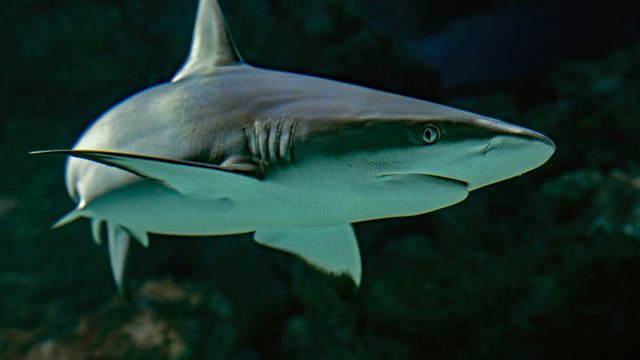 Blue Runner Fish Use Sharks As Shields | Technology Networks