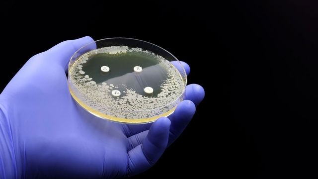 Bacterial Evolution Map Could Combat Antibiotic Resistance | Technology ...
