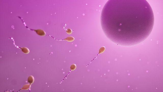 X and Y Chromosomes' Impact on Sperm Fitness Unveiled | Technology Networks
