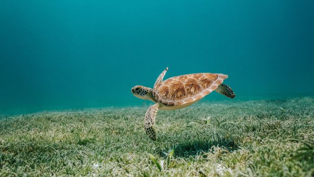 Sea Turtles’ Shells Balance Armor and Efficiency | Technology Networks