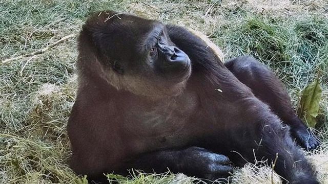 Ape Genome Study Reveals Evolutionary Insights | Technology Networks