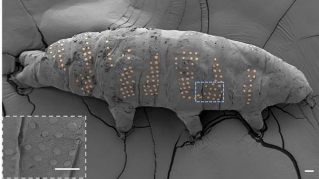 Ice Lithography Tattoos Micro-Patterns on Living Organisms | Technology ...