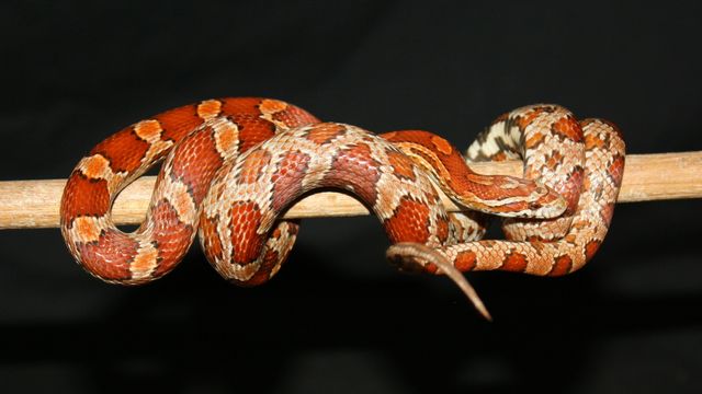 Single Gene Controls Corn Snake’s Color Variations | Technology Networks