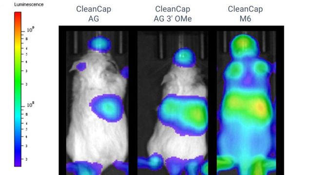 Advanced mRNA Capping to Boost Therapeutic Efficacy | Technology Networks
