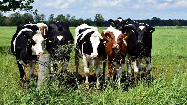Cellulose From Cow Dung for Clean Manufacturing | Technology Networks