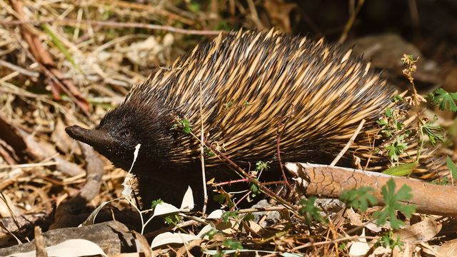 Echidna Microbiome Changes During Lactation | Technology Networks