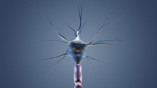 Microexon in Neurons Critical for Mouse Learning and Memory ...