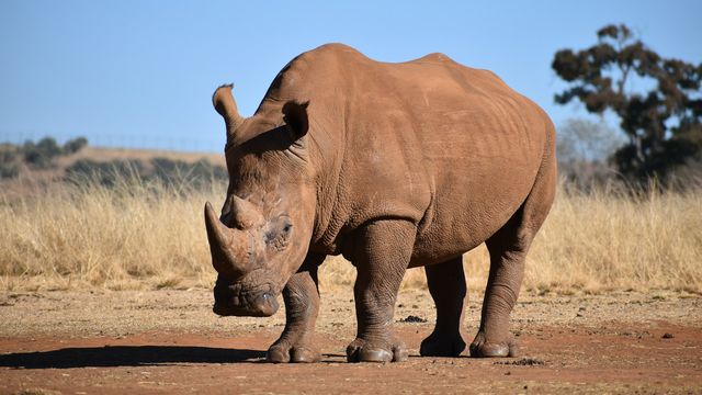 Genome Milestone Aims To Restore Northern White Rhino | Technology Networks