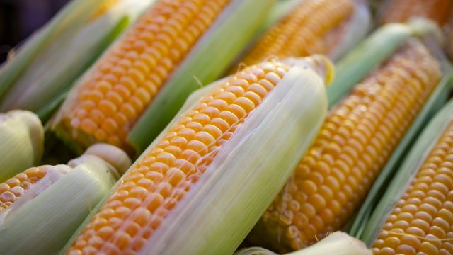 AI Identifies Genes Controlling Corn's Fertilizer Needs | Technology ...