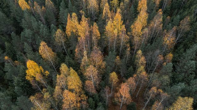 Forest Agriculture Can Support Biodiversity and Economy | Technology ...