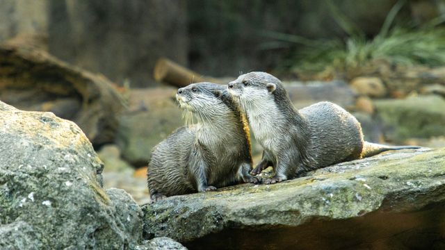 Wildlife Researchers Train AI to Spot Species in Photos | Technology ...