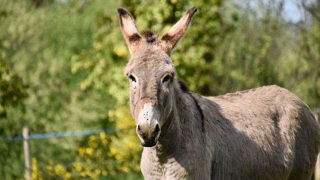Donkey Skin Compound Repels Lyme-Carrying Ticks | Technology Networks