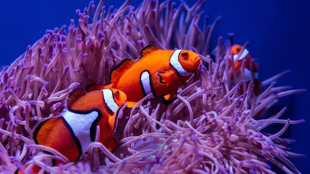 Sex-Changing Fish Quickly Assert Dominance | Technology Networks