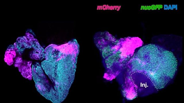 Zebrafish Genes Offer Blueprint for Human Heart Regeneration ...