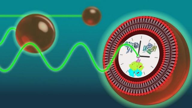 Circadian Rhythms: Artificial Cells Mimic Biological Clocks ...