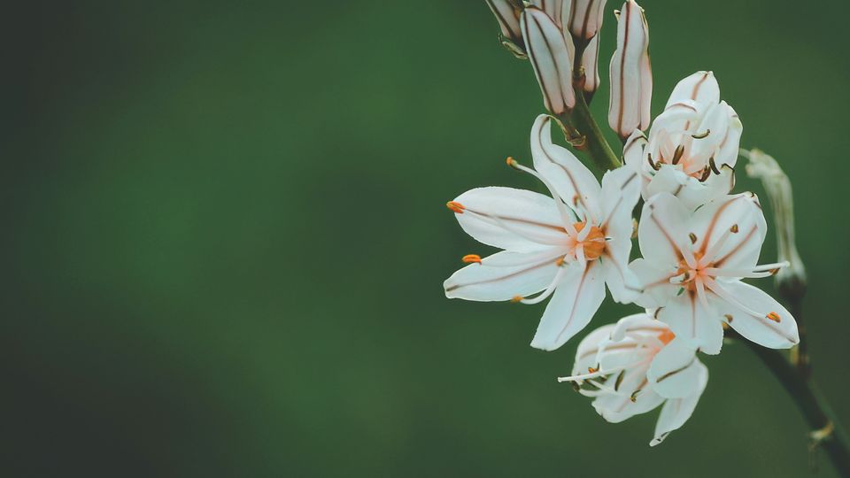 Researchers Uncover Plants' Regulation of the DELLA Protein ...