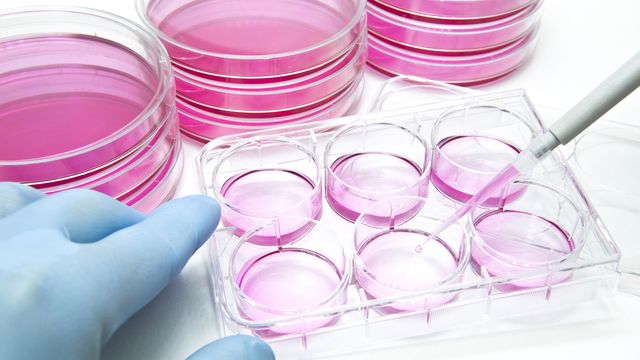 Organoid Development Predicted by Machine Learning | Technology Networks