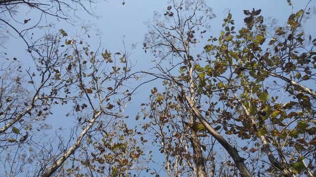 Predicting Genomic Adaptation in Teak | Technology Networks