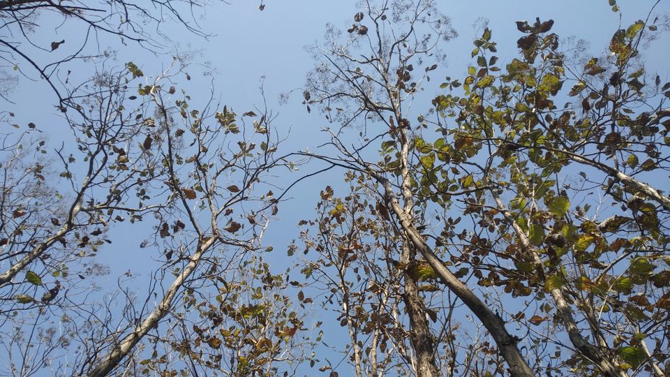 Predicting Genomic Adaptation in Teak | Technology Networks