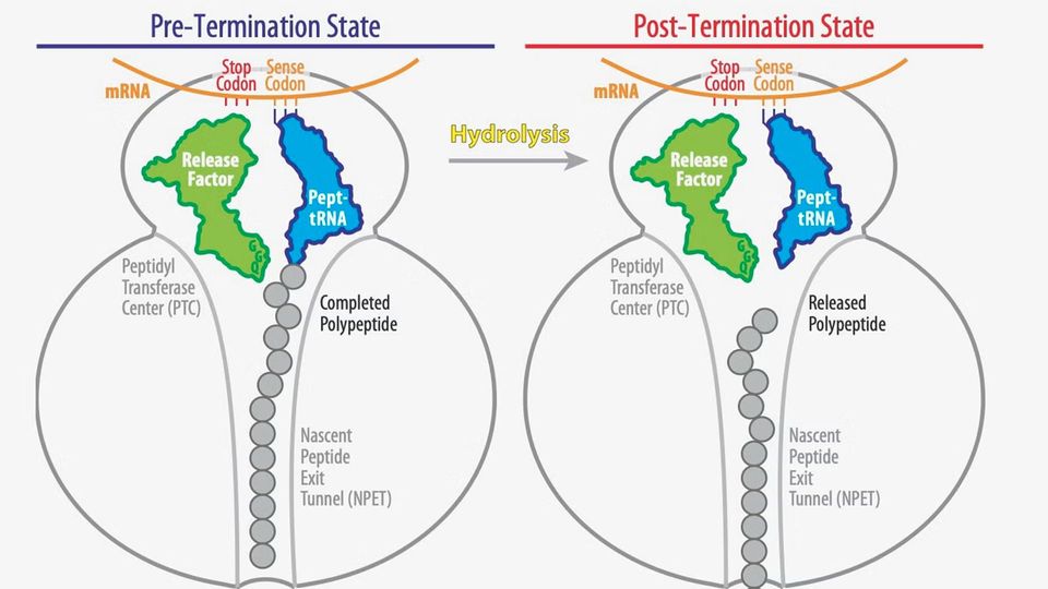 Protein Synthesis Termination: New Insights Into Ribosomes | Technology ...