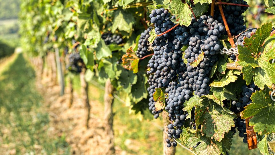 Scientists Turn Grapevine Canes Into Extra-Strong Bioplastic ...