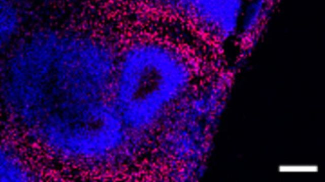 Cell Science News | Technology Networks