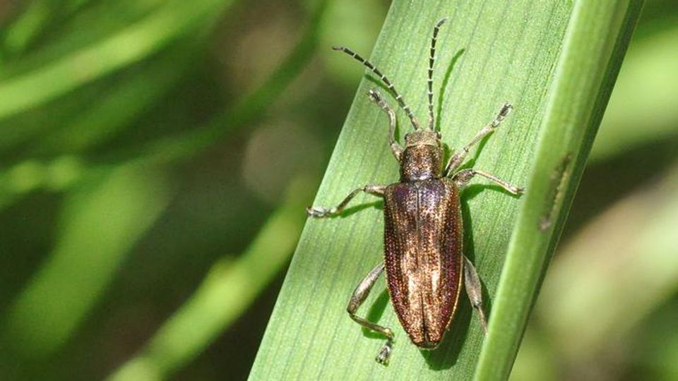 Reed Beetle Symbionts Adapt Functions for Life Stages | Technology Networks