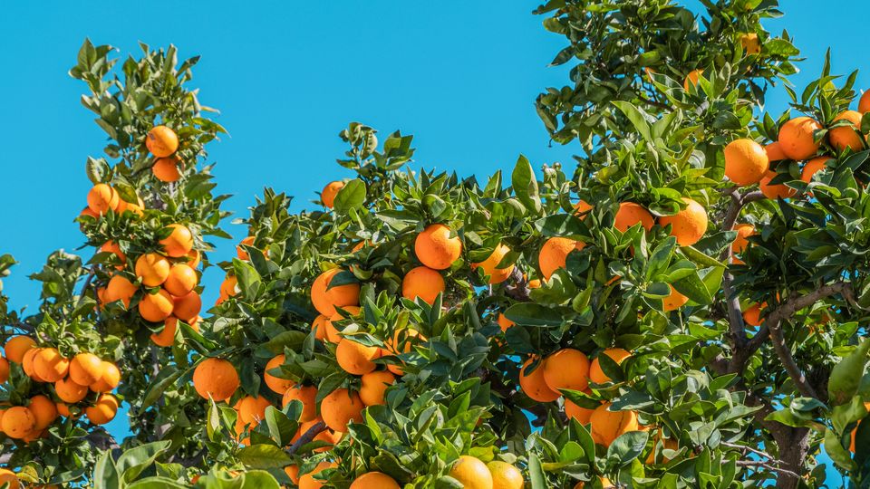Bio-Engineered Molecule Uses Citrus To Target Inflammation | Technology ...