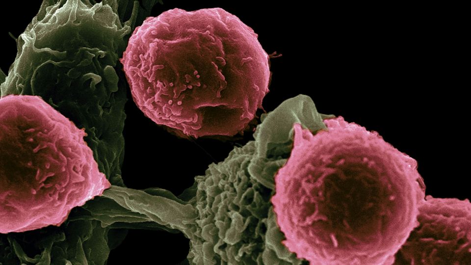 Engineered Bacteria Deliver Virus to Tumors | Technology Networks