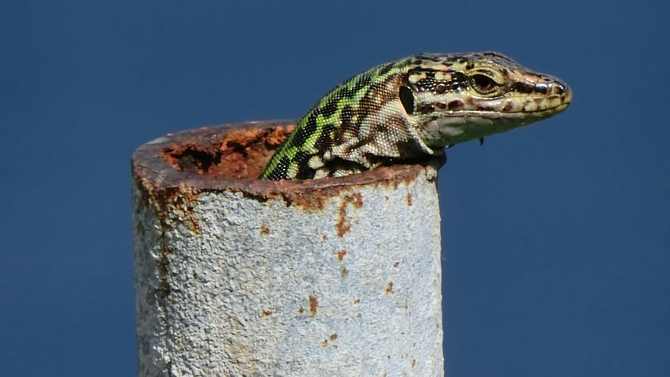 The Secrets of New Orleans’ Lead-Resistant Lizards | Technology Networks