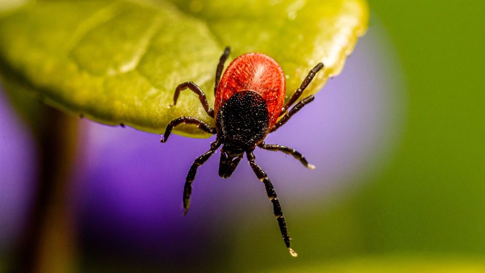 Researchers Develop System to Study Babesia microti | Technology Networks