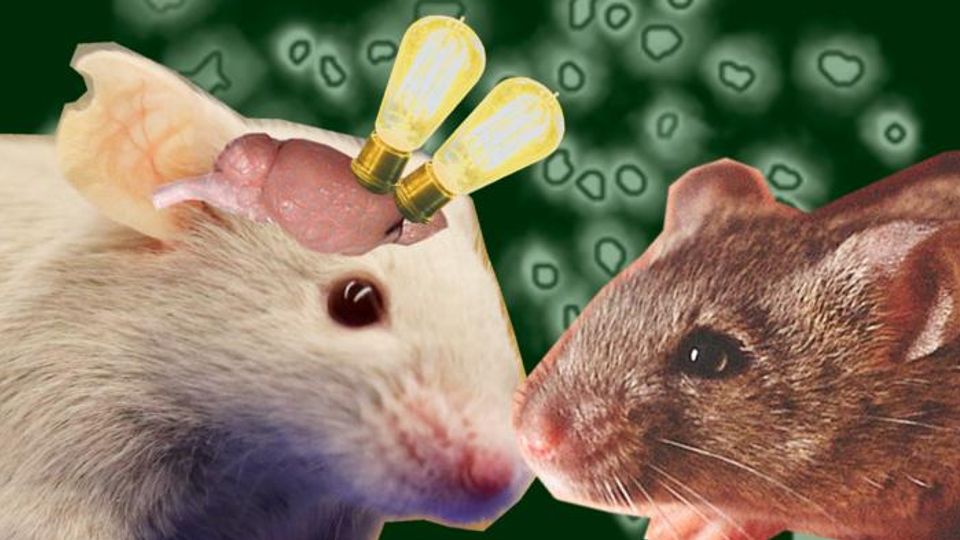 Neurons That Control Social Choices Found in Mice | Technology Networks