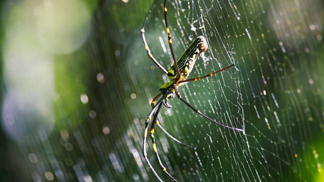 Spider in Taiwan Seen Using Fireflies As Glowing Bait | Technology Networks