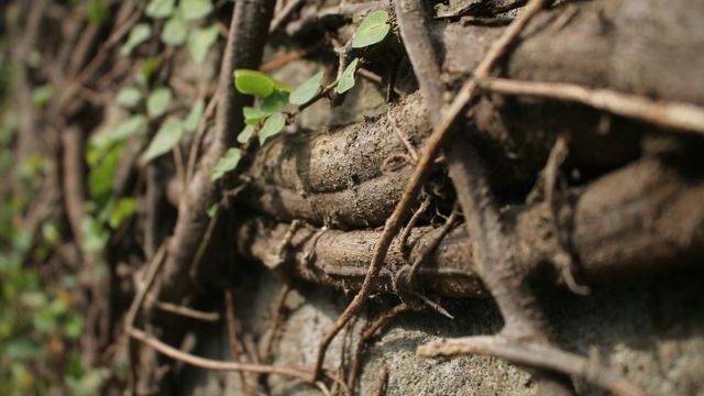 Soil DNA Test Shows Plants’ Hidden Climate Role | Technology Networks