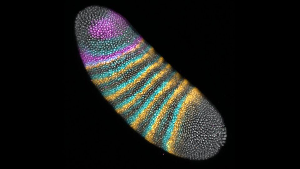 Cephalic Furrow Stabilizes Embryonic Tissues in Fruit Flies ...