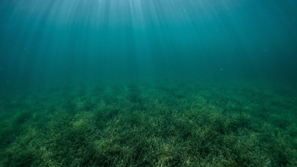How Does Nutrient Pollution Affect Seagrass as a Carbon Sink ...