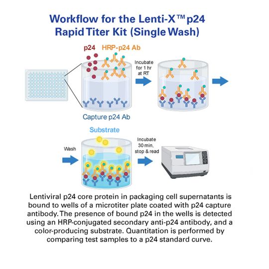 Lenti-X™ p24 Rapid Titer Kit (Single Wash) | Technology Networks