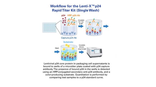 Lenti-X™ p24 Rapid Titer Kit (Single Wash) | Technology Networks